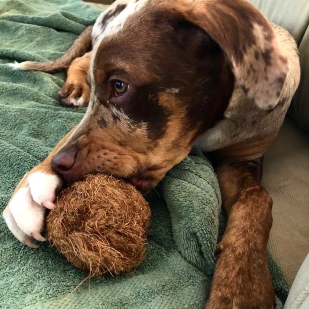 Eco-friendly Coconut Husk Coco Ball - Natural,Biodegradable Pet Toy For ...