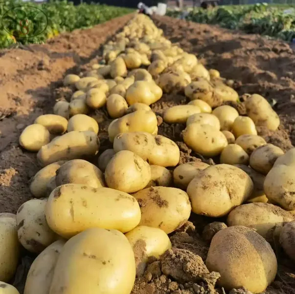 Fresh Potato From Philippines White Potato / Red Potatoes - Buy Fresh ...