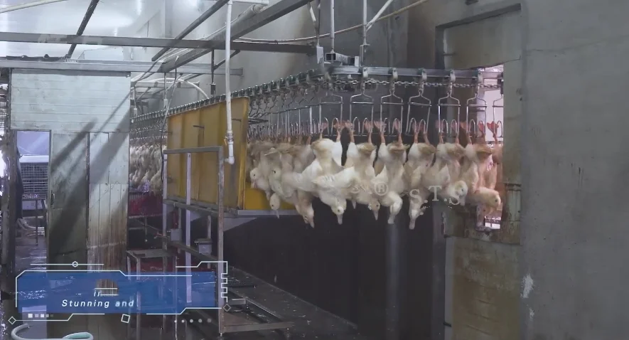 1000/hour Chicken Slaughter Line - High Efficiency Poultry Processing