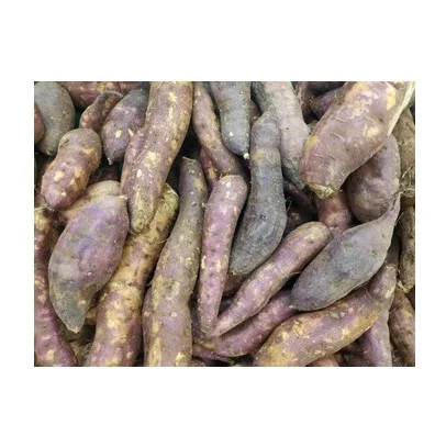 Fresh White Yam/ Purple Yam Nutritious Delicious From Vietnam ...