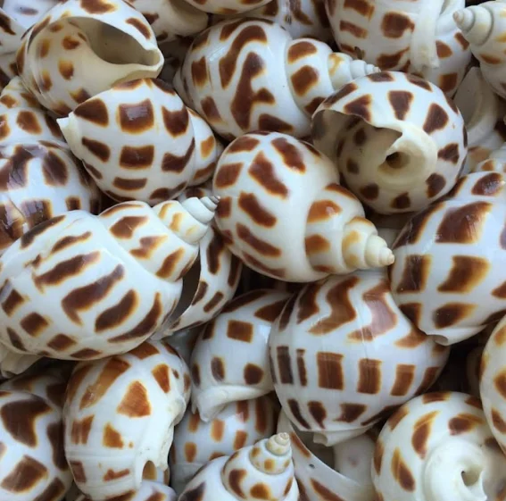 Shop High-Quality Seashell Craft Horse Conch Shell from Vietnam