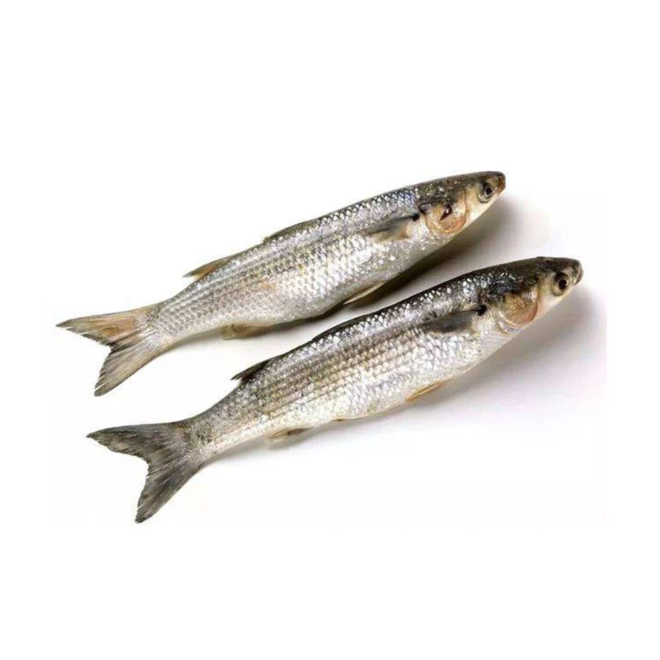 Fresh Frozen Whole Mullet Fish,Best Wholesale Price In Market - Buy ...