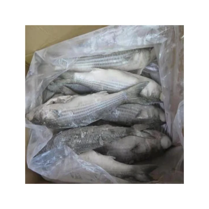 Frozen Grey Mullet Fish Red Mullet Whole Fish Blue Spot Fresh Seafood ...