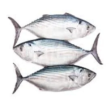 Fresh Seafood Frozen Tuna Bonito Skipjack Fish Available For Wholesale ...
