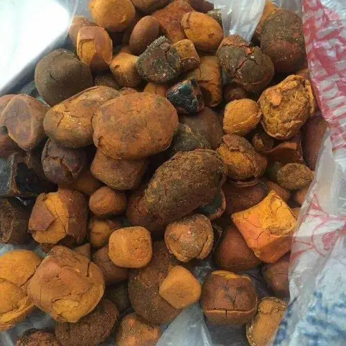 Quality Dried Cow Ox Gallstones / Cattle Gallstones - Buy Ox Gallstone ...