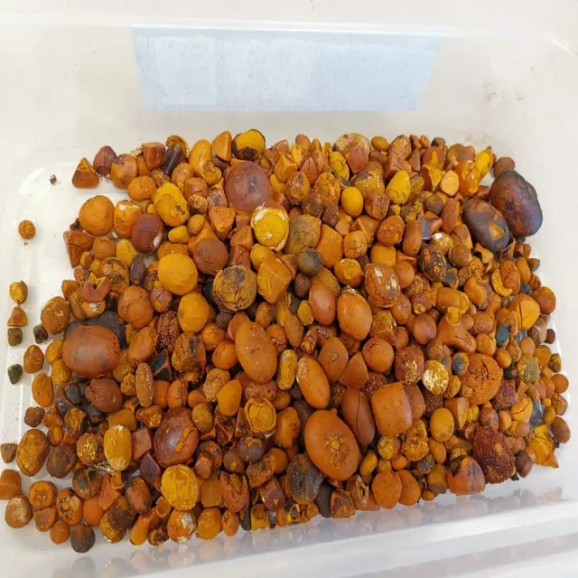 Ox/cow Bladder Gallstones 100% Whole Stones Available Buy Cow Gall ...