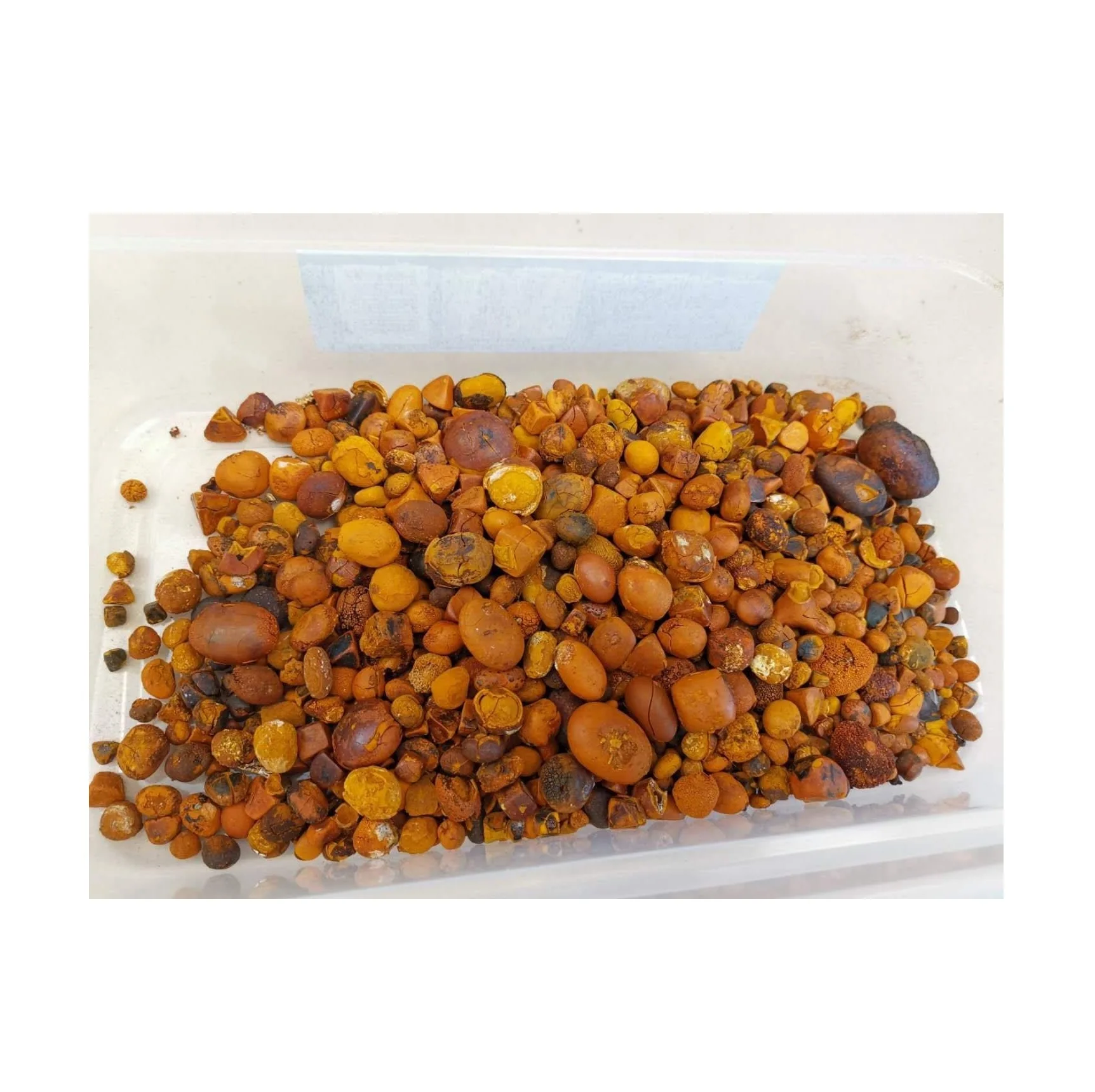 Cow Gallstone / Natural Bezoar (gallstone) - Buy Quality Dried Cow Ox ...