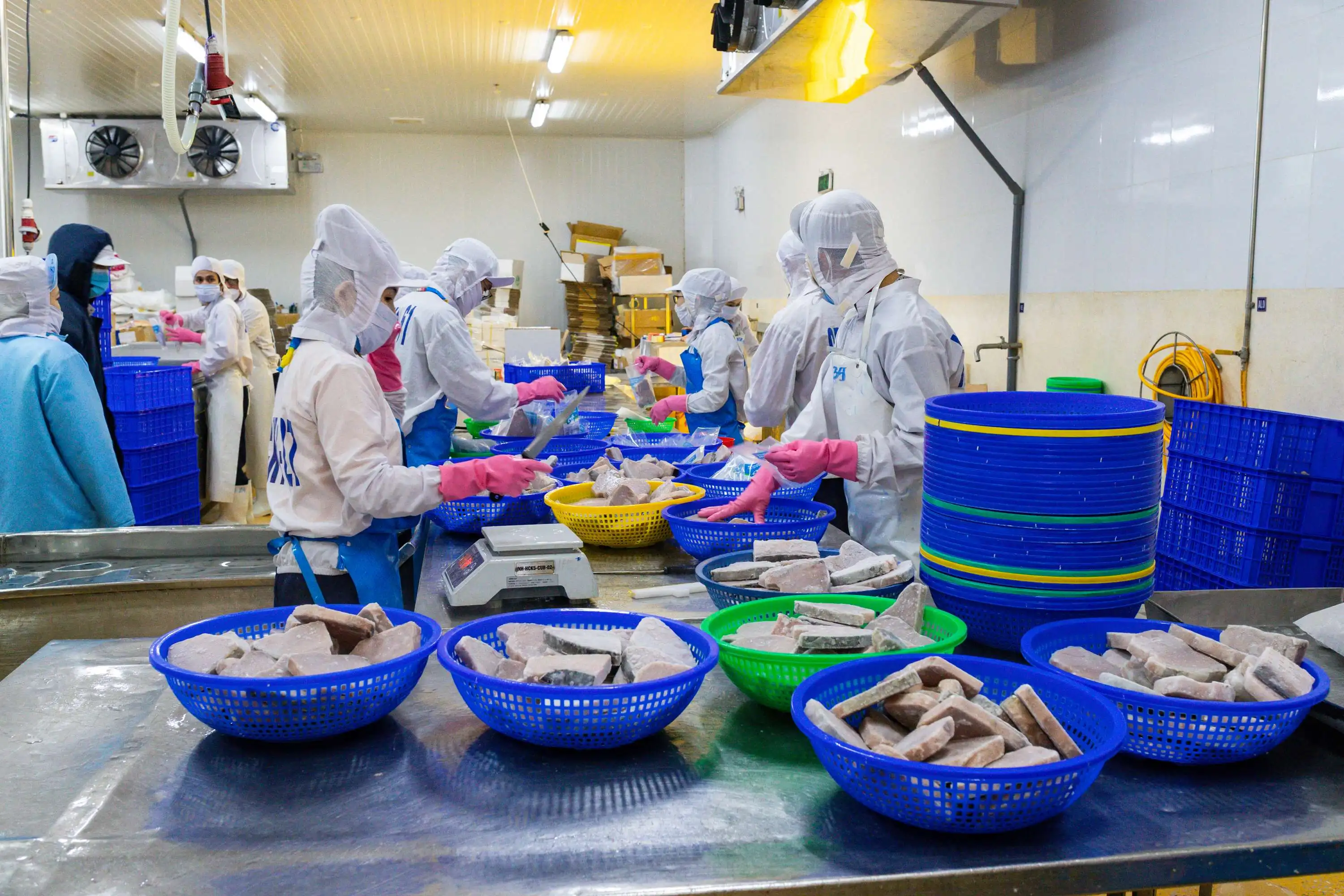 Frozen Yellowfin Tuna Wholesale - Co Tuna Saku - Good For Health Ready ...