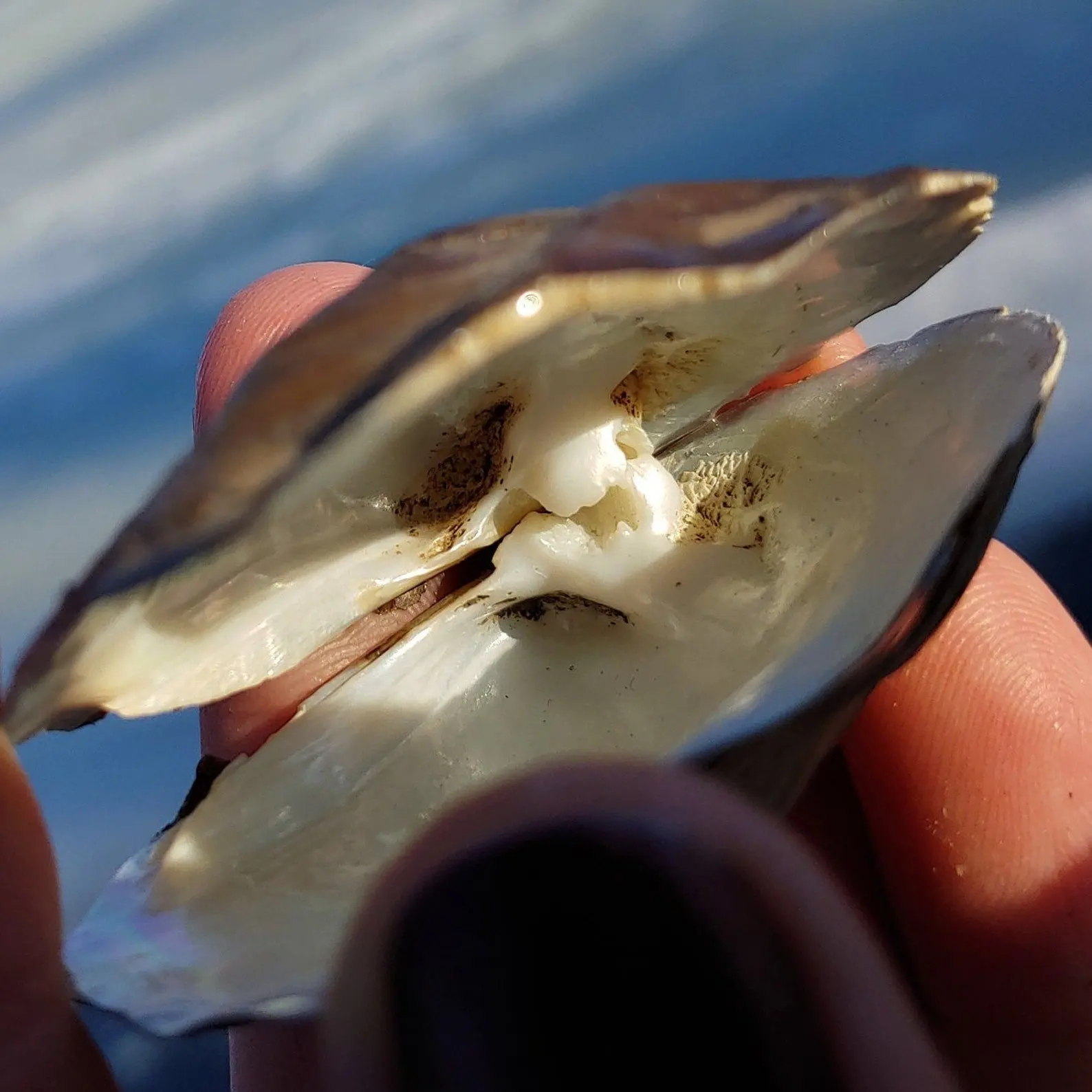 Giant Polished Mother of Pearl Clam Seashells - Eco Farmie