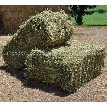 Alfalfa Hay Bales/ Alfalfa Cubes/ Alfalfa Pellets Stock Available ...