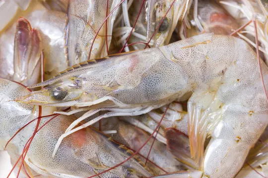 Fresh Frozen Prawn/natural White Shrimp for Sale at Best Price