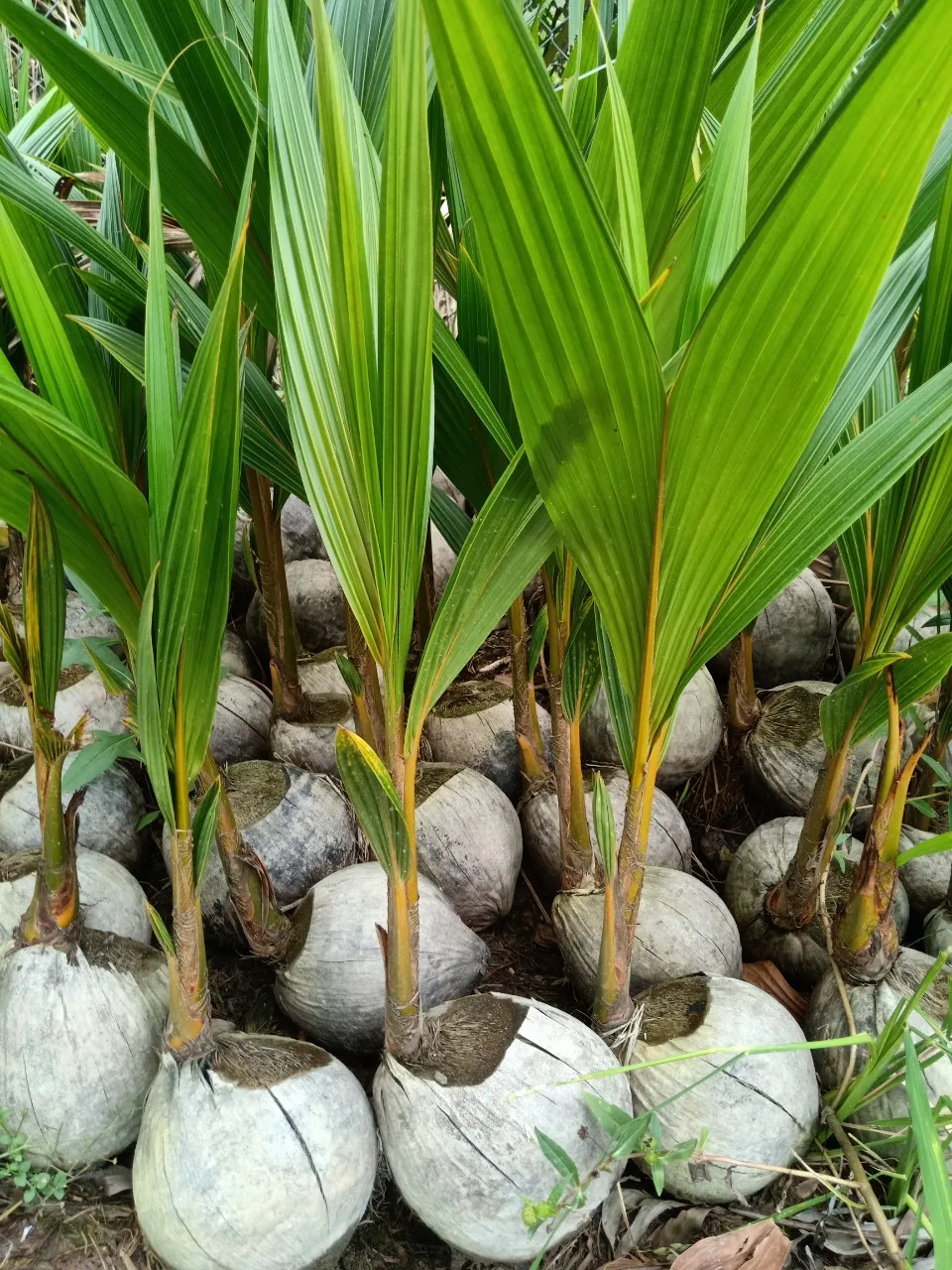 Vietnamese Coconut Sprout - Siamese Dwarf Red Coconut Seedling