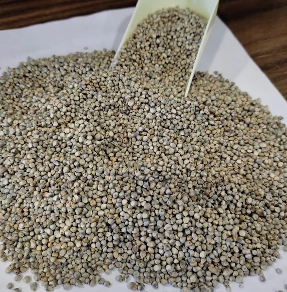 Bajra Green Millet For Human Feed Consumption In Protein 8% To Increase ...