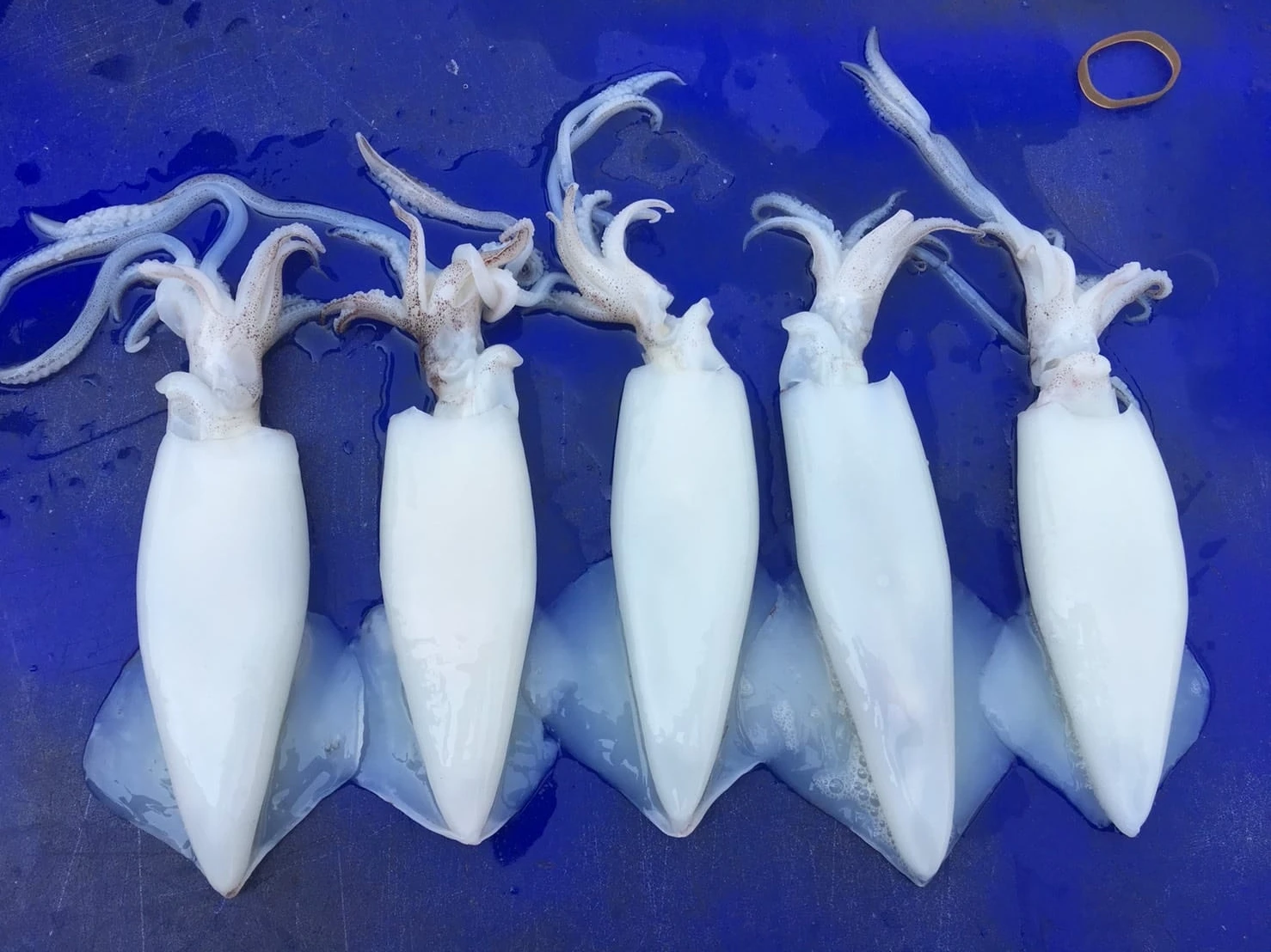 Wholesale Frozen Loligo Squid Tube Ice Hanging Clothes The High Quality ...