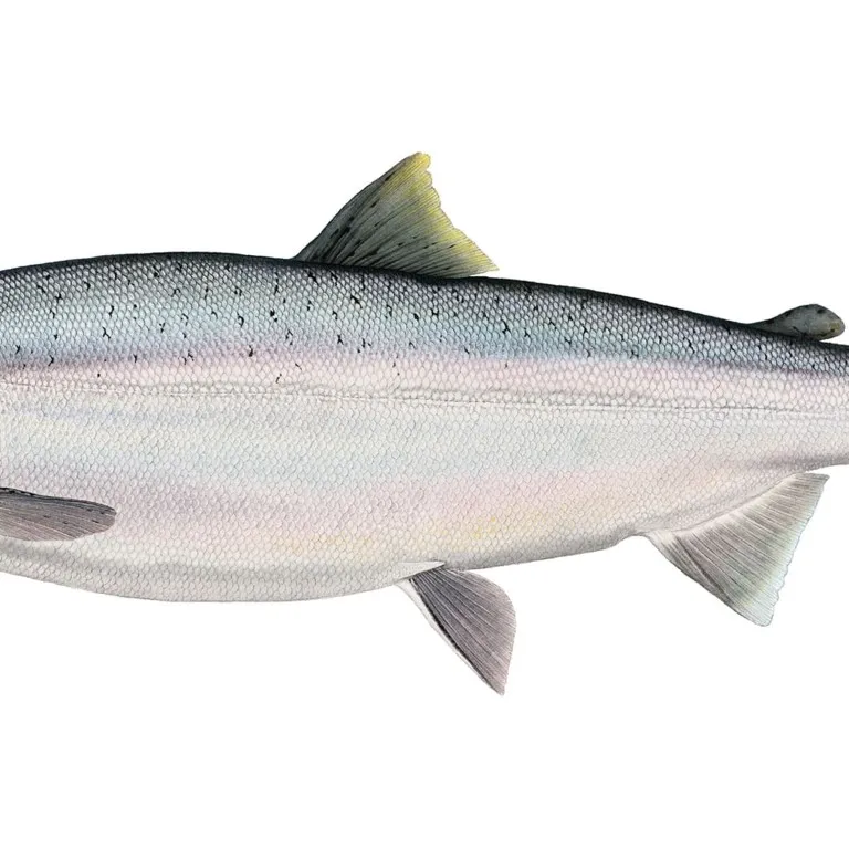 Salmon Fish Frozen Fillet Fresh And Frozen Atlantic Salmon Fish/whole ...