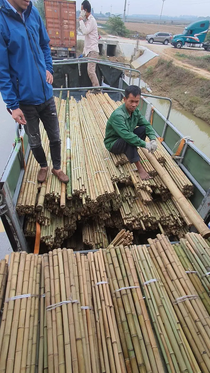 100% Natural Bamboo Poles Of Superior Quality Are Available For Bulk ...