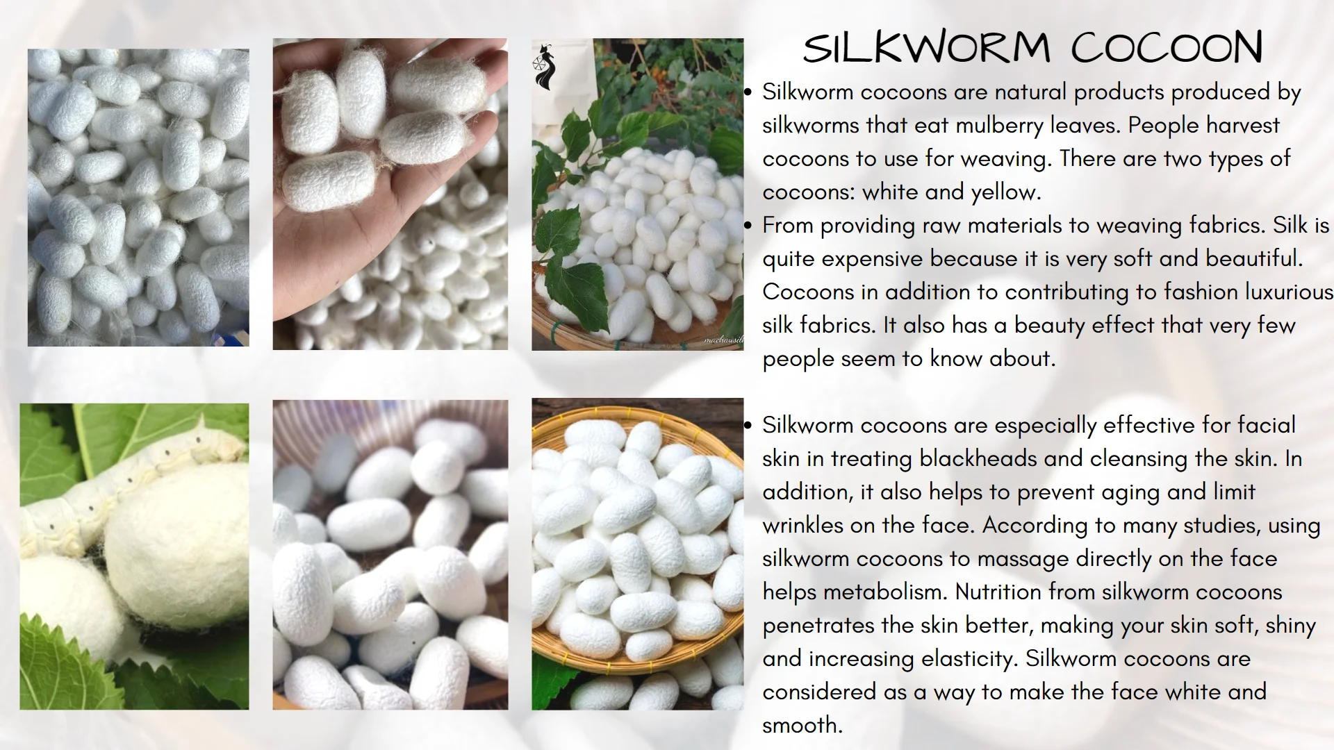 For Sale Silkworm Cocoon For Silk Fiber Mulberry White Silk Cocoon From ...