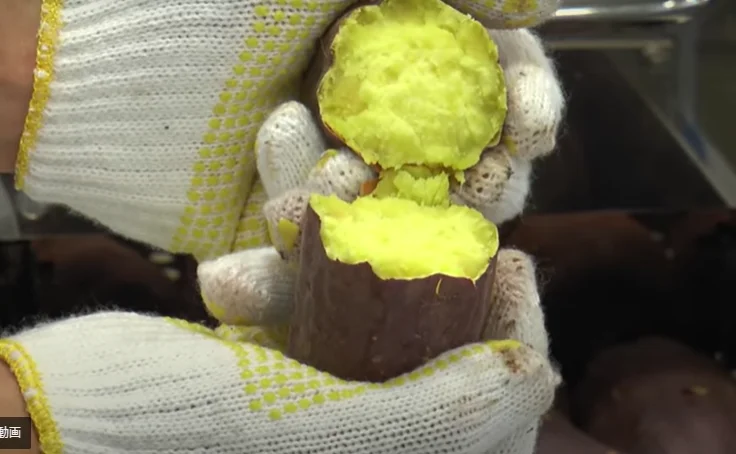 Sweet Potato Maker - TAIJI Electric Roaster (made in Japan)