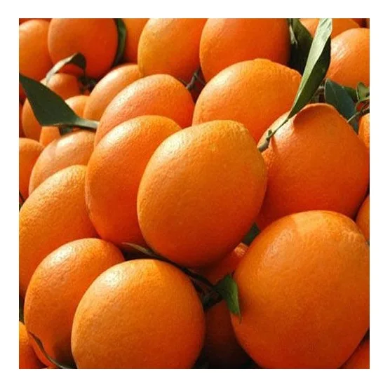 Fresh Navel Valencia Oranges,Mandarin,Grape Fruit All Types Of Citrus ...