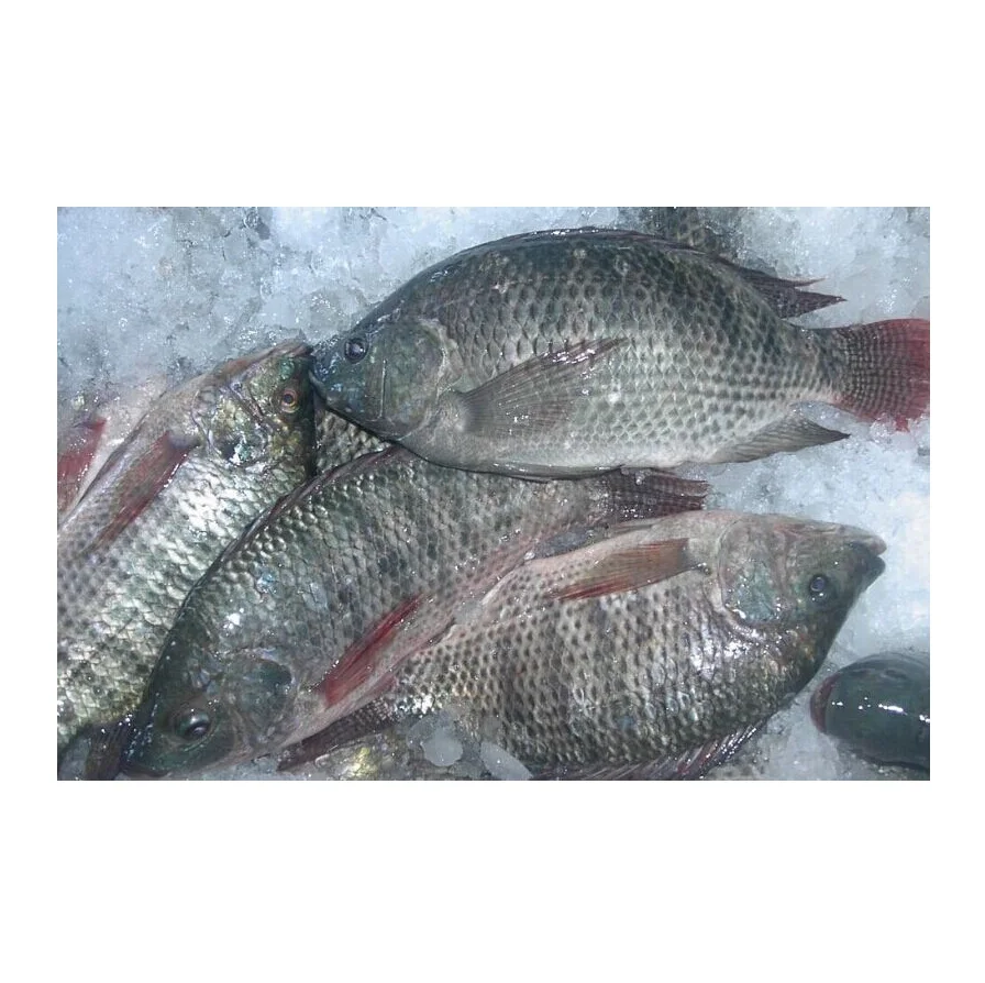 Organic Tilapia Fresh Fish Fillet Exporters' Bulk-packed Frozen Whole ...