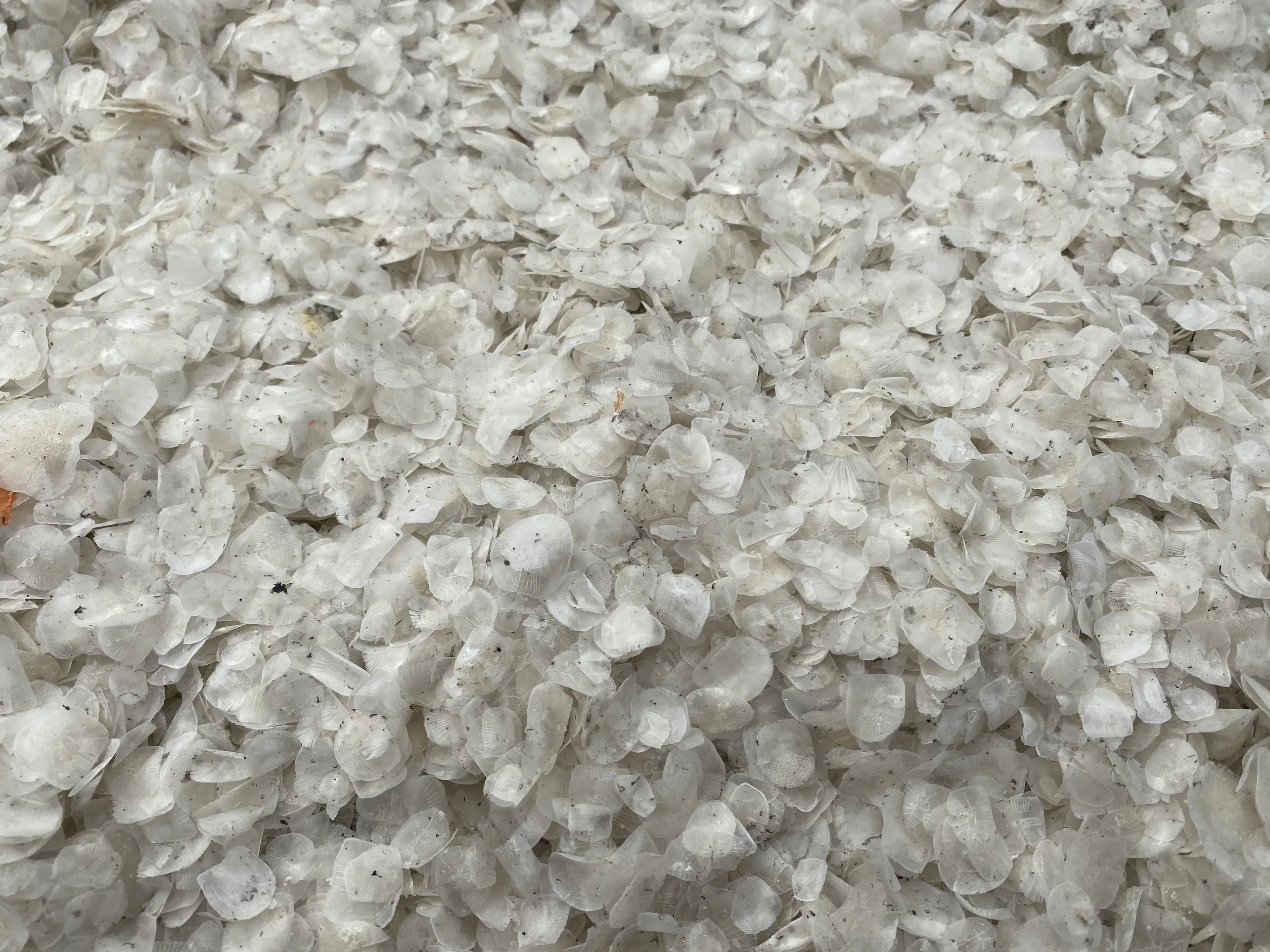 100% Natural Dried Fish Scale From Vietnam/ Fish Skin Dry For Collagen ...