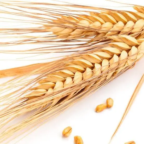 Wheat Bran For Animal Feed And Poultry - Buy Black Rice Bran,Stabilized ...