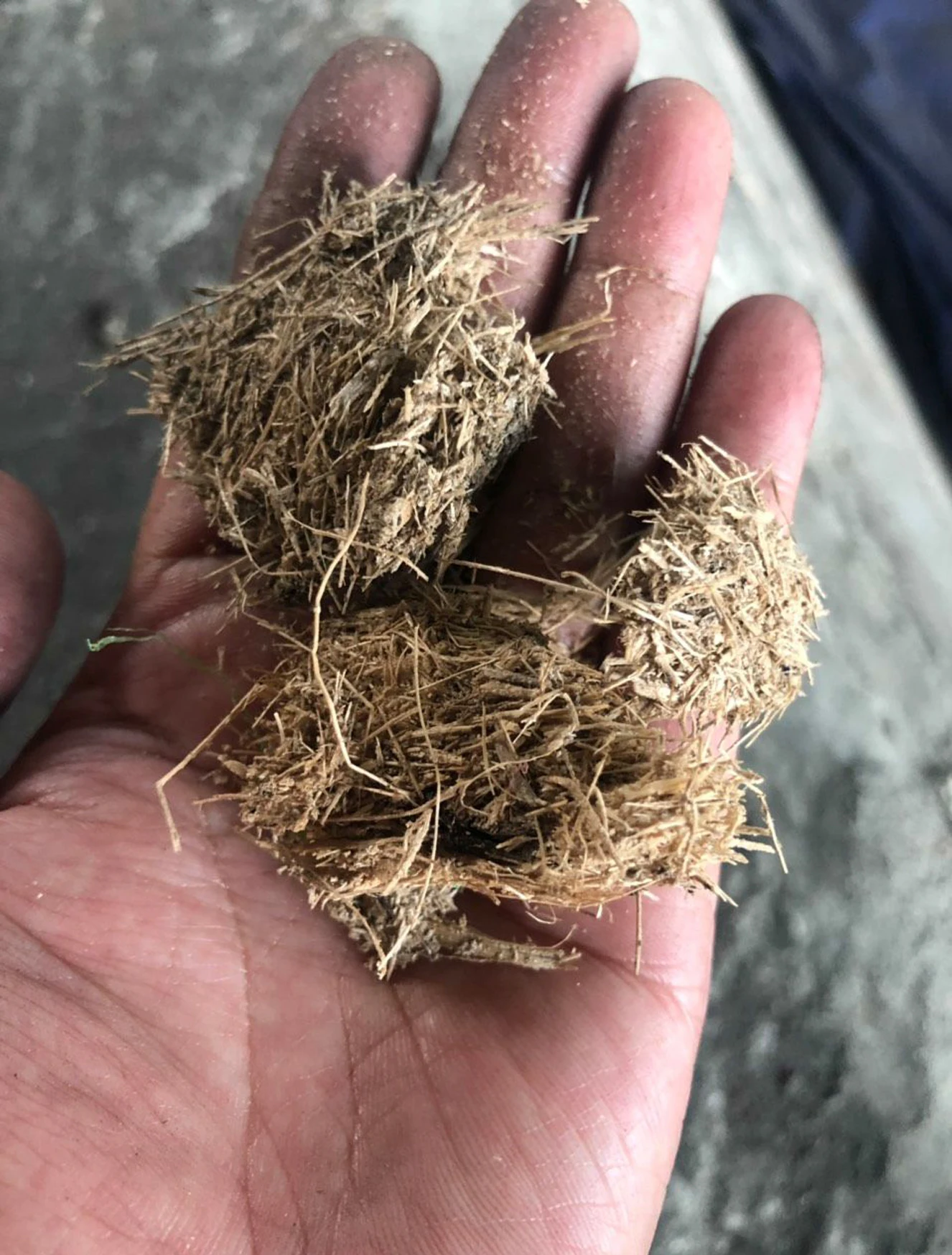 SUGARCANE BAGASSE/ DRIED RAW BAGASSES MATERIAL USEFUL to ANIMAL FEED ...