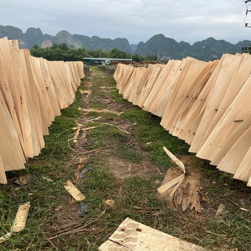 Eucalyptus/ Acacia/ Rubber Wood Core Veneer 2023 Vietnam - Natural ...