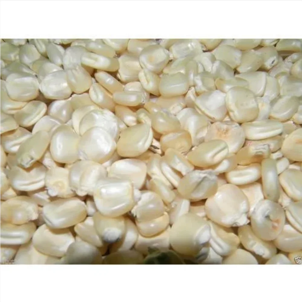 White Maize For Human Consumption - Buy White Maize Corn,Non Gmo White ...