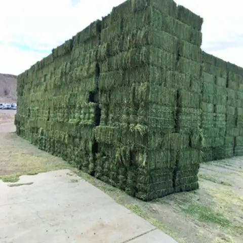 Alfalfa For Animal Feed / Alfalfa Hay In Bulk - Buy Alfalfa Hay/alfalfa ...