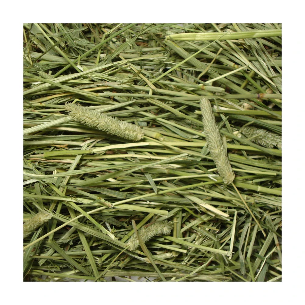 Alfalfa Hay for Animal Feeding /alfalfa hay Pellets /Timothy Hay in ...