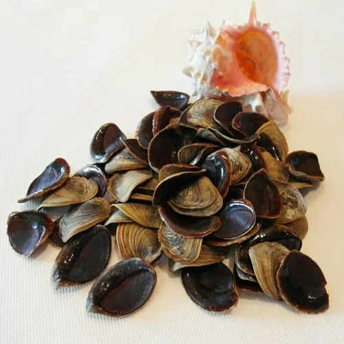 Vietnam Operculum Murex Sea Beach / Quality Murex And Shell Operculum ...