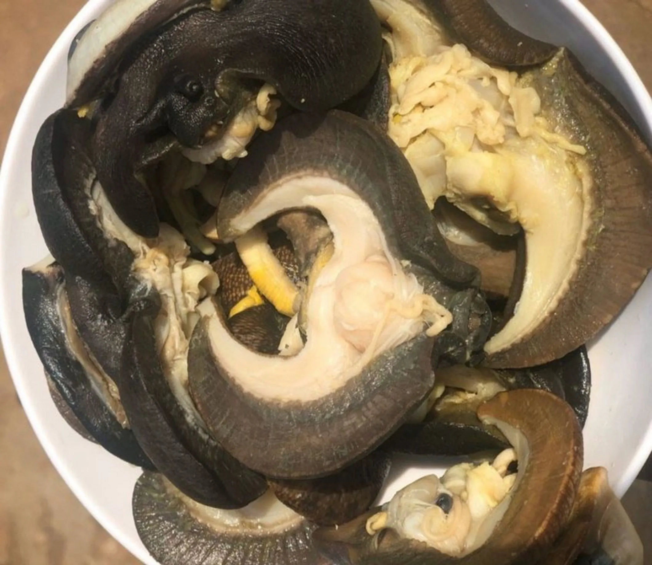 High Quality Fresh Frozen Snail Meat Dried African Land Snails Meat For ...