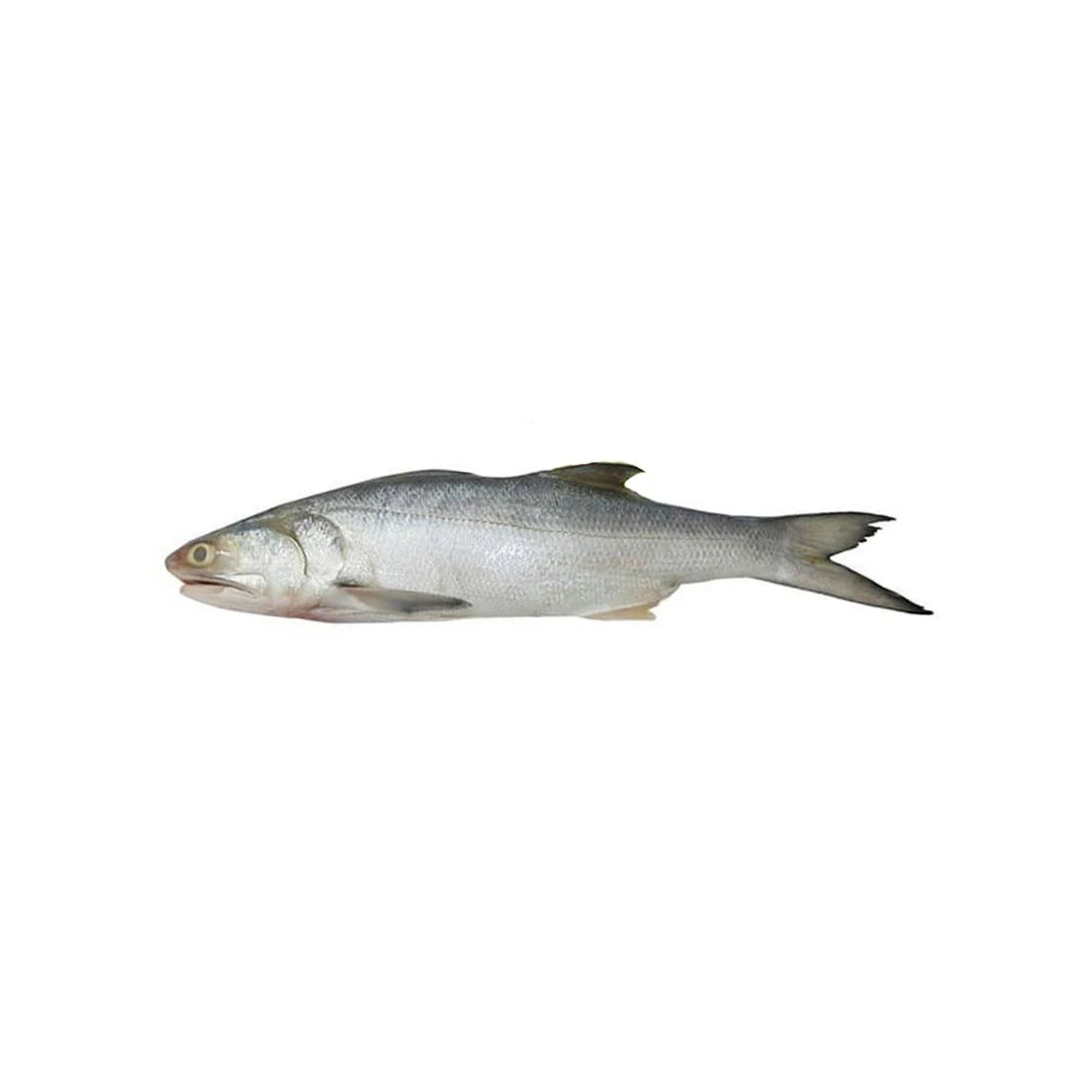 Fresh Salmon Fish / Salmon From Norway - 100% Export Quality Salmon ...