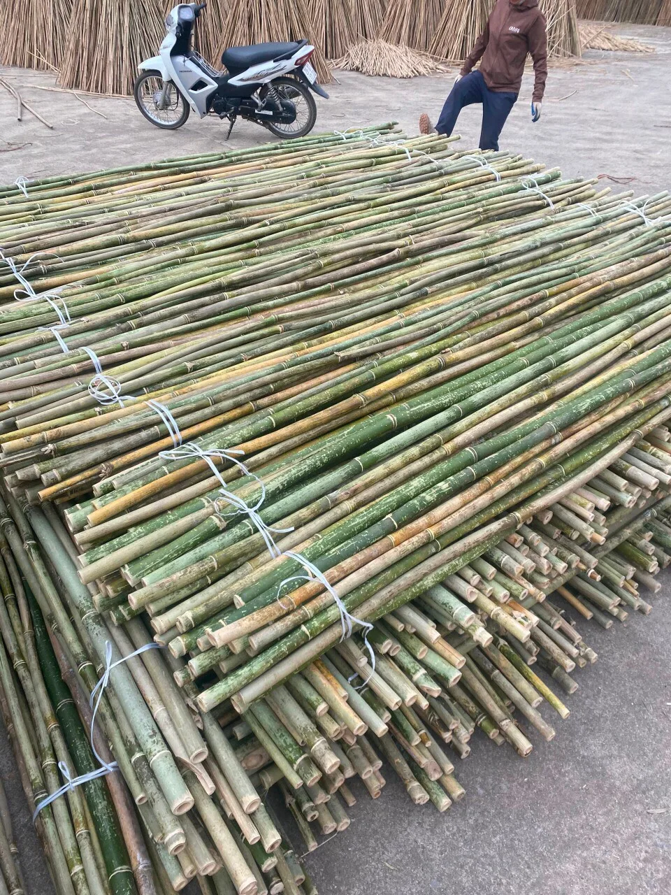 Customized Length Dried Bamboo Stakes From Vietnam Top Best Seller ...