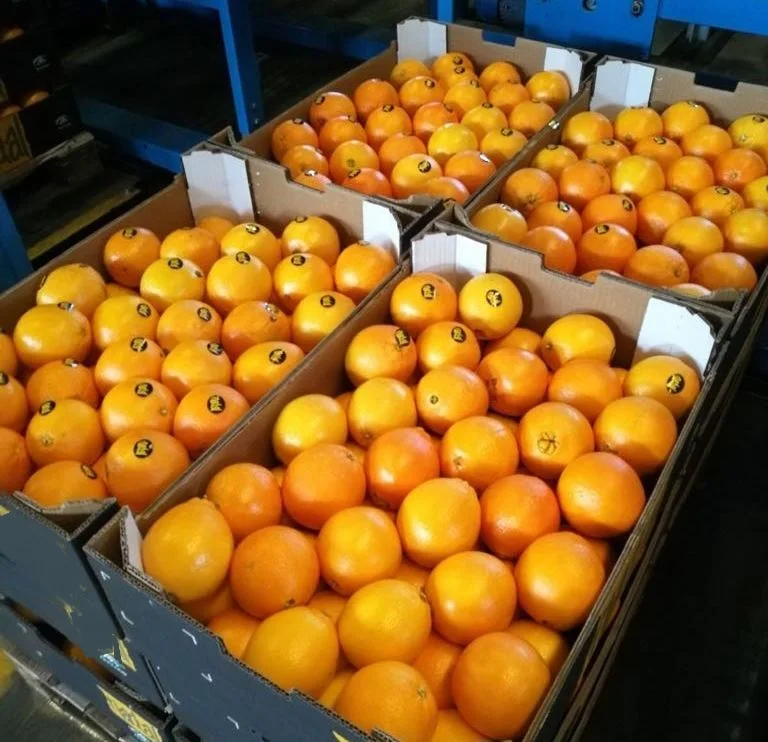 Alibaba.com: Fresh Navel Valencia Oranges, Fresh Citrus from Egypt ...