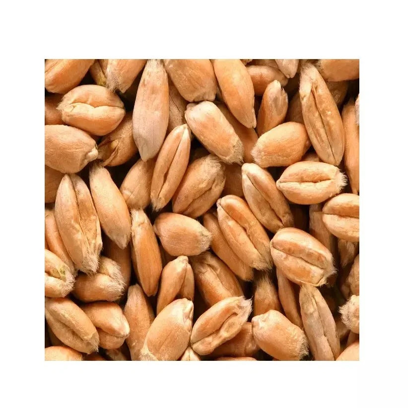 Alibaba.com: Bulk malted barley, hulled barley grain, ready for export ...