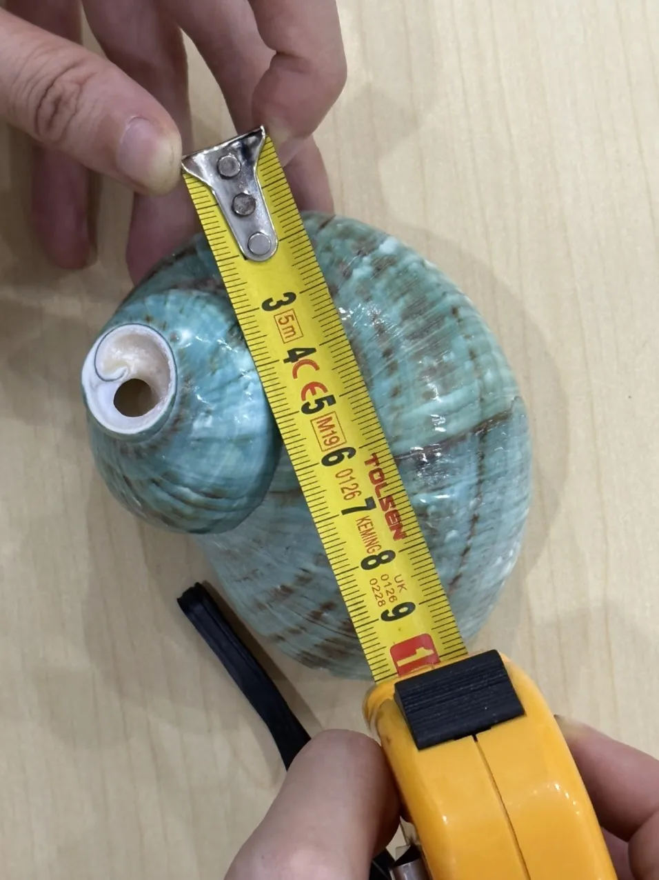 Big Size Hermit Crab Sea Shell - Green Mother of PEARL