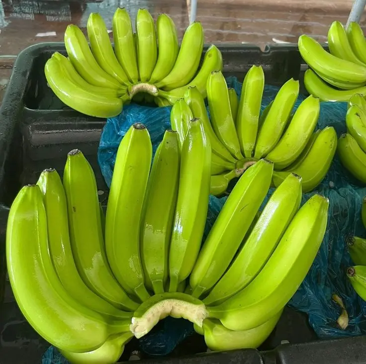 Vietnam Fresh Fruit Cavendish Banana For Sale 100% Natural Organic ...