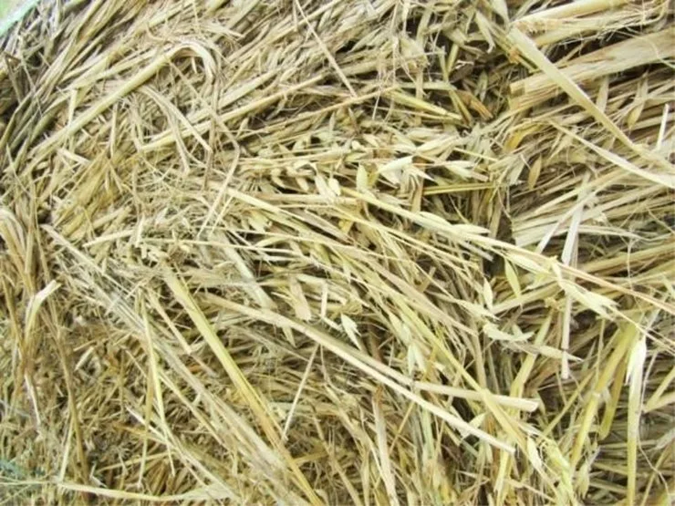 High Quality Dried Alfalfa Hay Oats Feed for Fish & Cattle