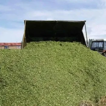 Corn Silage For Cattle With High Quality | Corn Maize Silage Animal ...