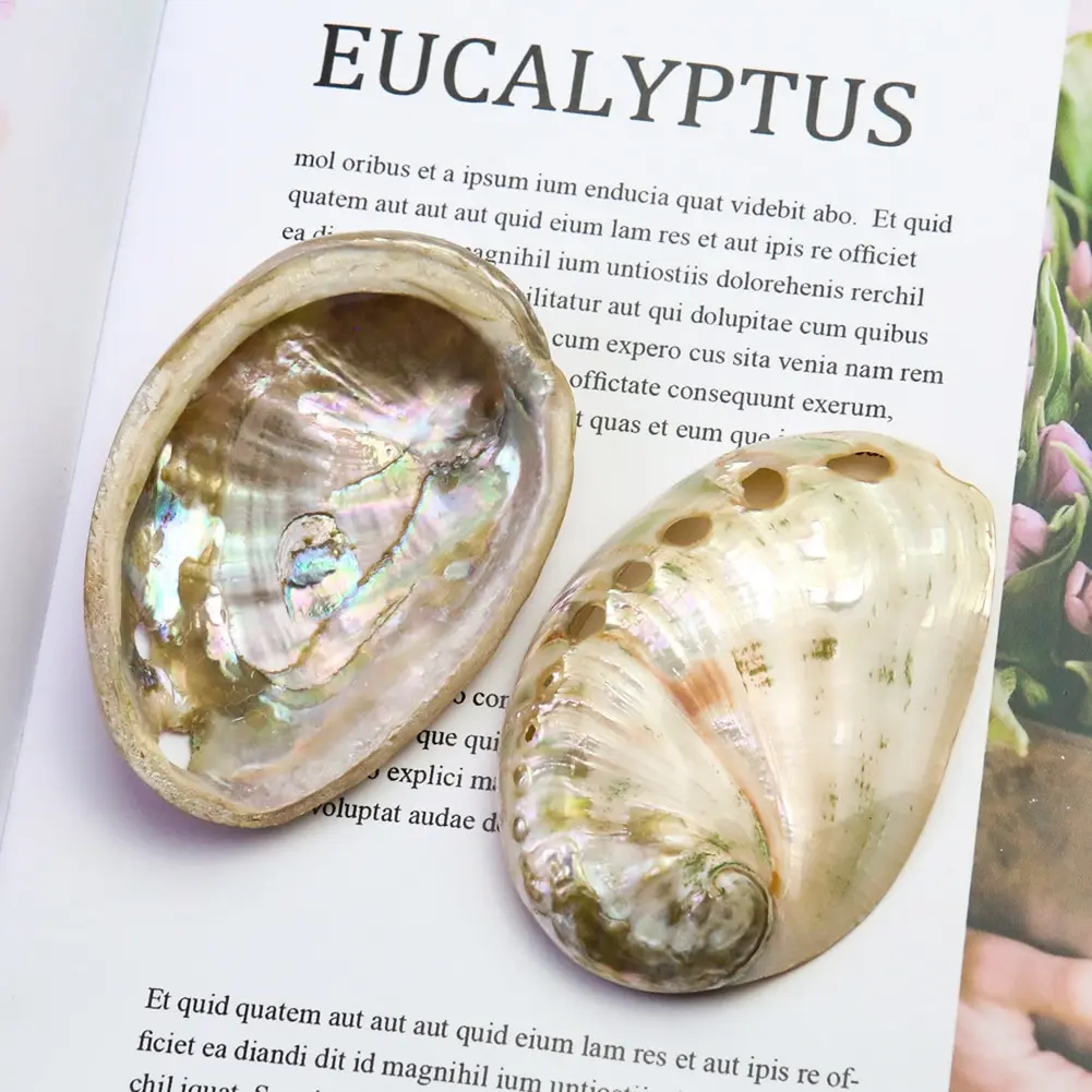 Raw Clean Dry Paua Abalone Shells - Blue Green Ocean Decor