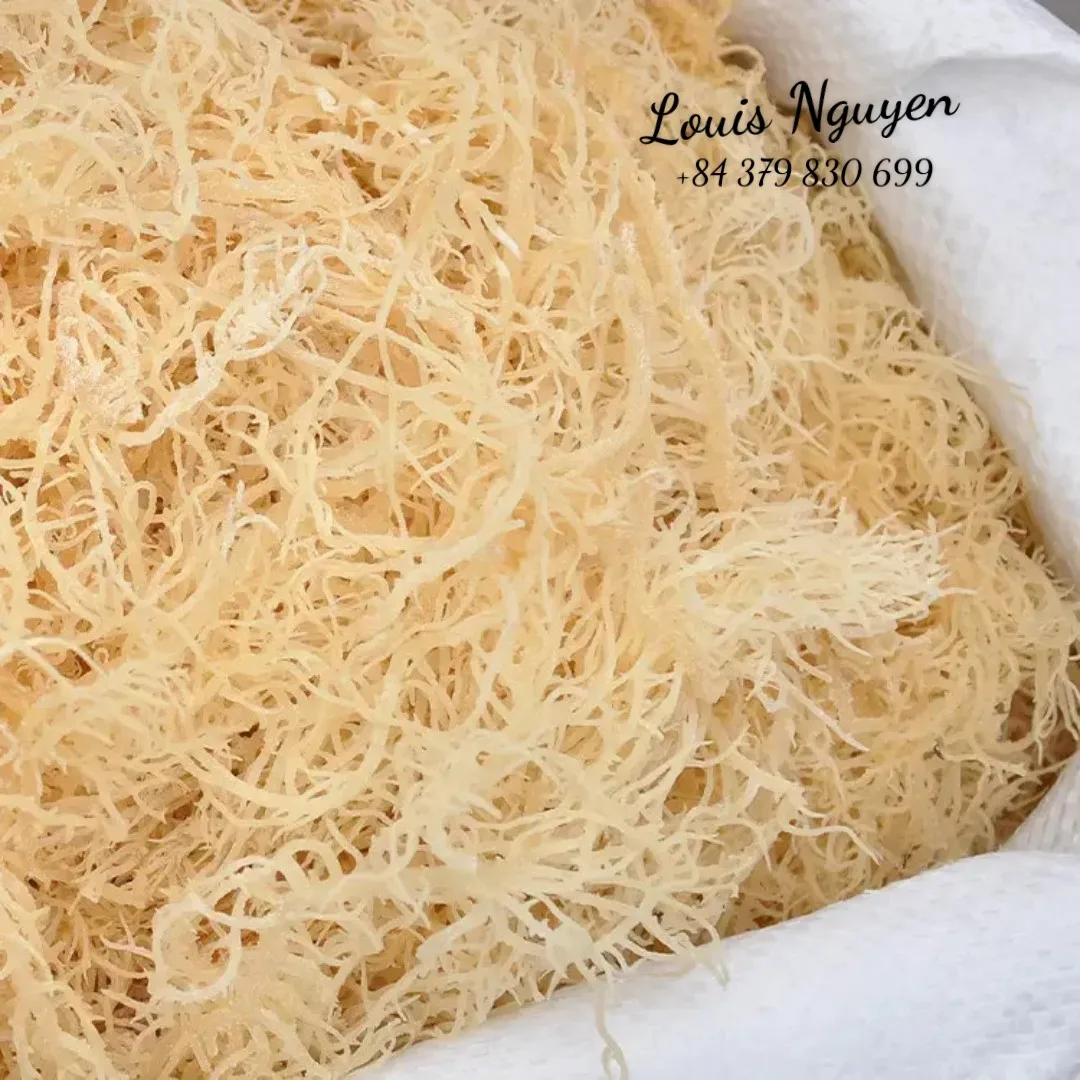 2023 Wild Crafted Irish Seamoss/Dry Sea Moss From Vietnam Top Exporter ...