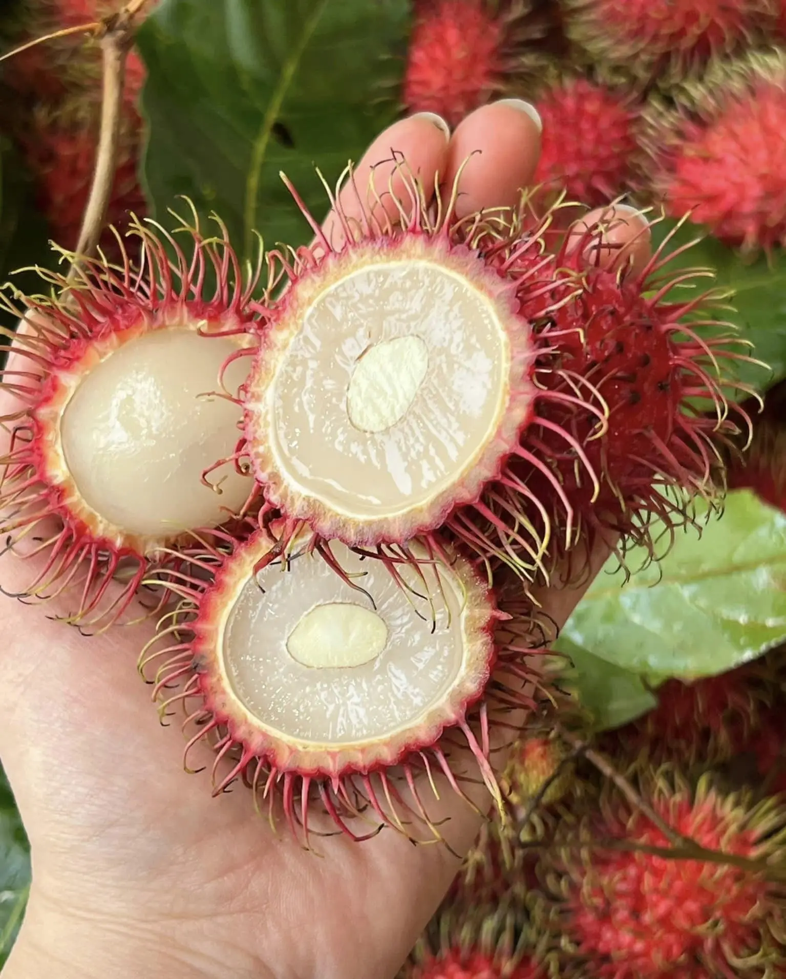 Wholesale Fresh Red Sweet Rambutan Viet Nam For Eaten Raw Or Cuisine ...