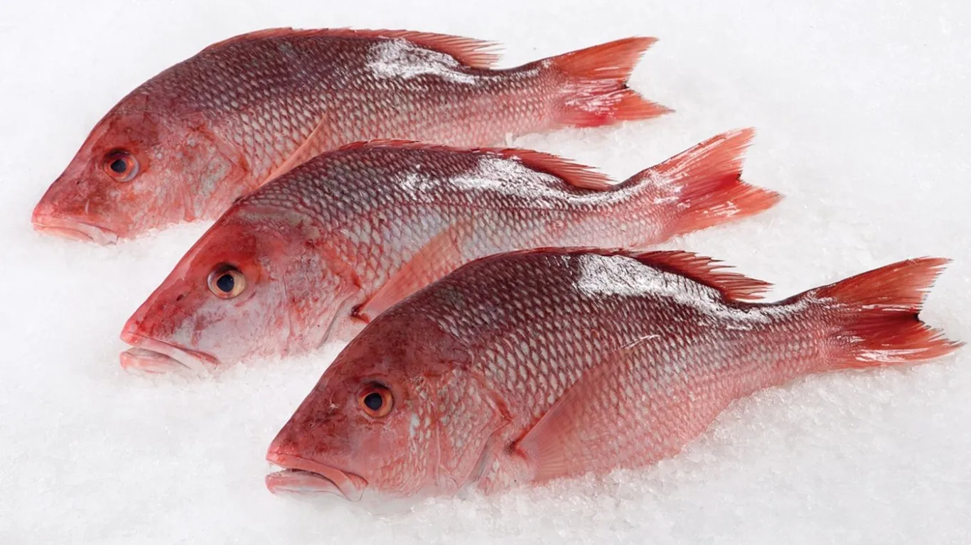 100% SEAFOOD FISH FROZEN RED SNAPPER/ Tilapia FISH Black SNAPPER Fish ...