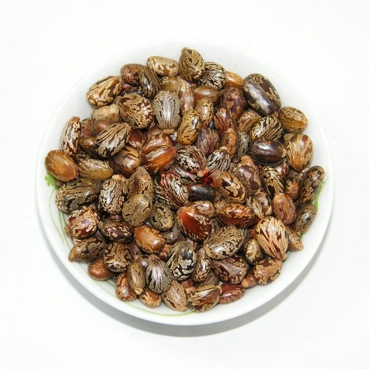 Great Description About Castor Seeds For Sale