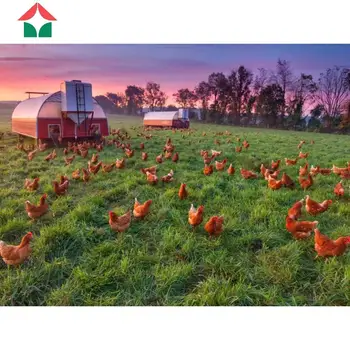 Low Cost China Made Commercial Chicken House Used - Buy Chicken Poultry ...