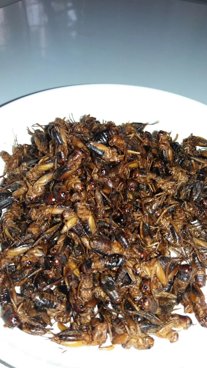 Alibaba.com: Food Grade Cricket Powder, High Protein Insect Flour for ...