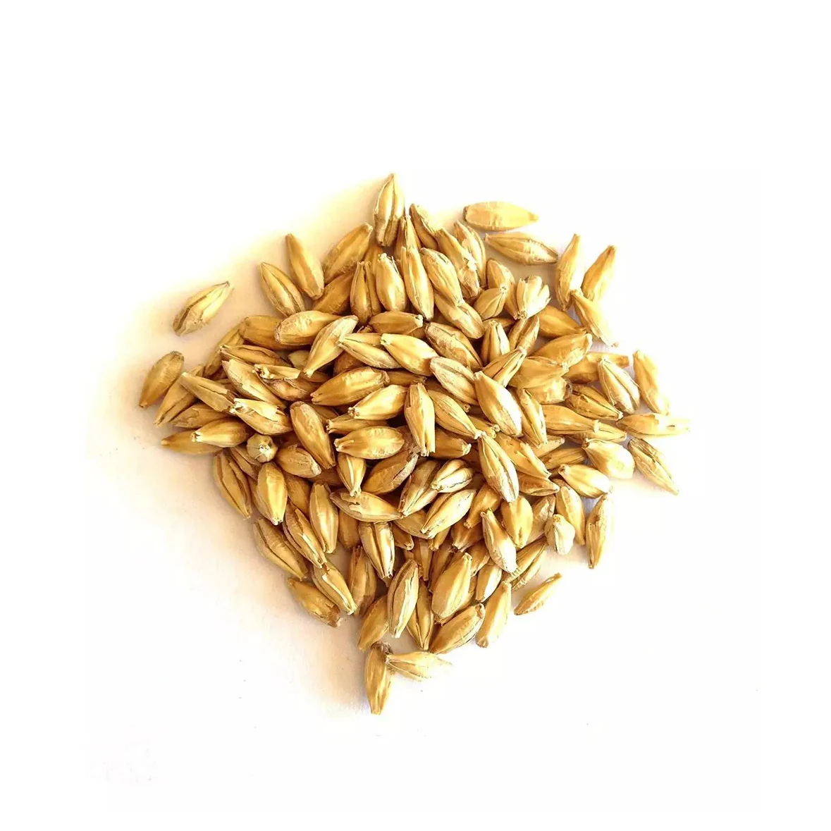 Barley Grain / Barley Malt Grain / Hulled Barley Grain At Competitive ...
