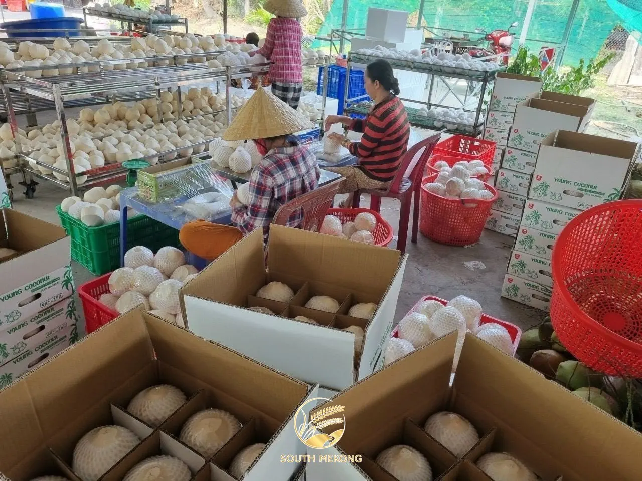 Fresh Young Coconut From Viet Nam Oem Brands Cheap Price Good Quality ...